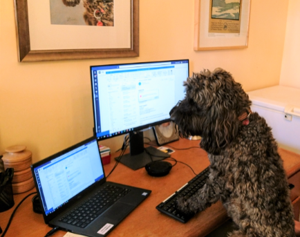 Thoughts working from home | Mark Jacot